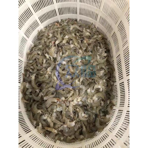 Quality Durable 800W Shrimp Processing Plant , Automatic Shrimp Head Removal System for sale