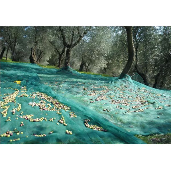 Quality Wholesale Only! Olive Collect Net,Knitted Net, Anti Hail Net, 50-120gr/sqm for sale