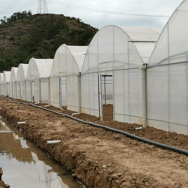 Quality 200 Micron PE Film Multi Span Greenhouse Structure / Polyethylene Foil for sale