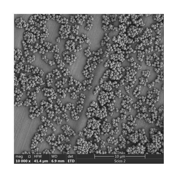 Quality 2.8μm Streptavidin Magnetic Beads For Chemiluminescence Cell Sorting for sale