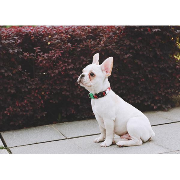 Quality Sublimation Christmas Santa Claus Dog Collar And Leash Set Puppy Training Collar for sale
