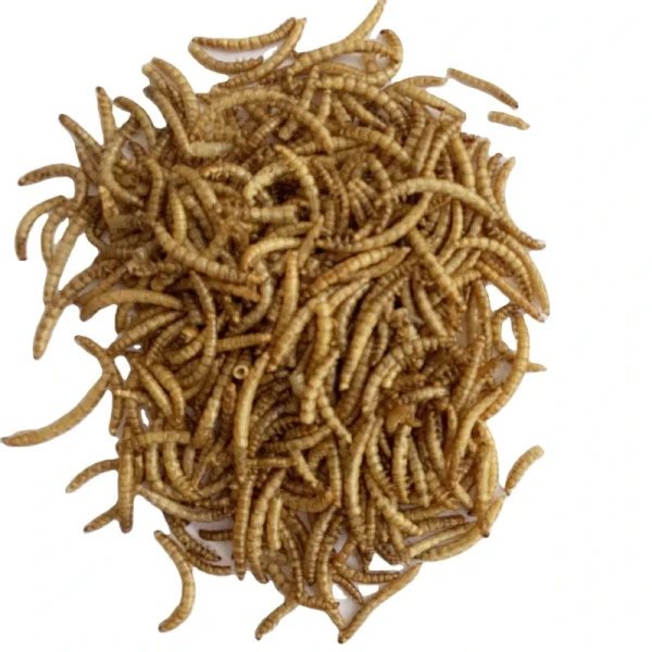 Quality Yellow Mealworm Oil for Pet Food - Natural 2 Years Shelf Life for sale