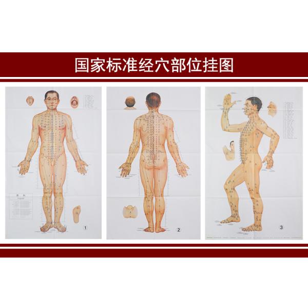 Quality 3pcs Meridian Acupuncture Chart ISO Acupuncture Culture for sale