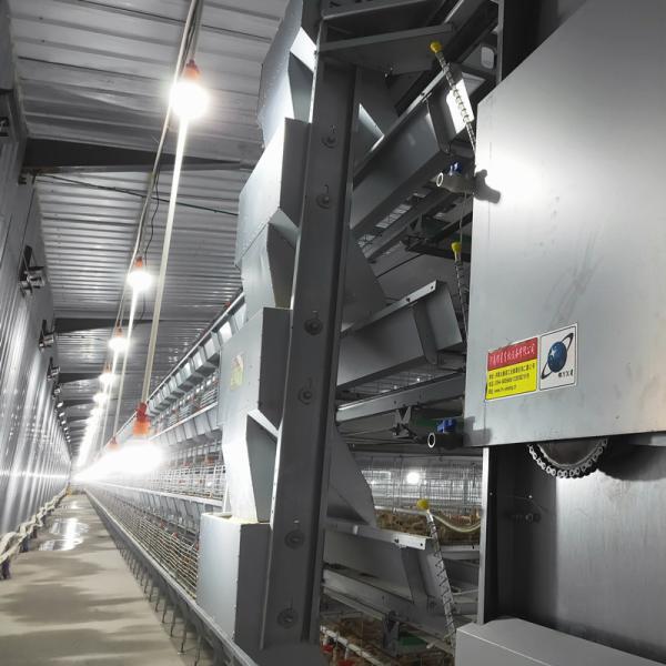 Quality 3-9 Floor Farm Battery Chicken Cage With Automatic System for sale