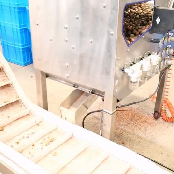 Quality 220V 100000 Pieces CE Approved Pecan Shelling Machine Up To 2T Output Each Hour for sale