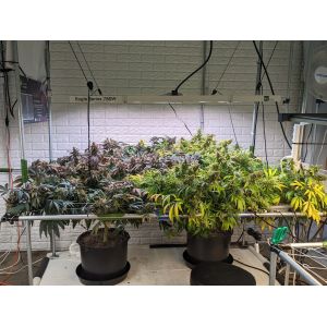 Quality 100-480V Horticulture LED Grow Light SP1/SP2/SP3/UV FR Tailored Spectrum for sale