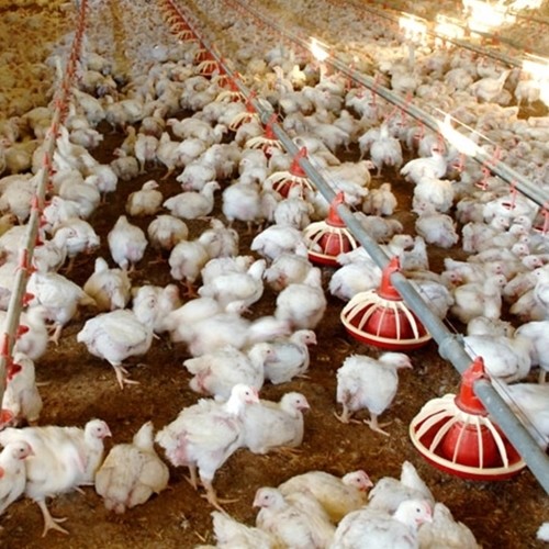 Quality Automatic Chicken House Broiler Poultry Farm Equipment for sale