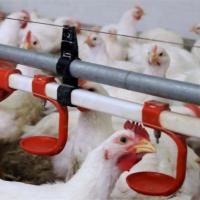 Quality Automatic Nipples Water Drinking system for sale