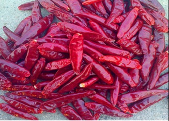Quality Tientsin Dried Birds Eye Chilli Anhydrous Whole Red Peppers XingLong for sale