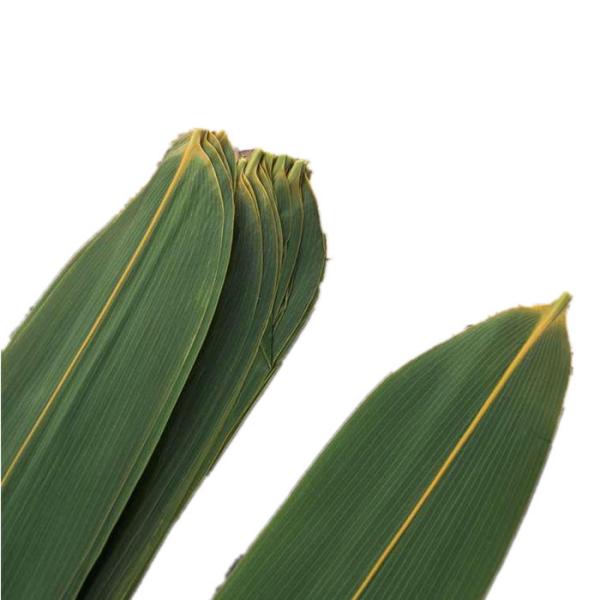 Quality Vacuum Packed 23cm Fresh Bamboo Leaves For Rice Dumplings for sale