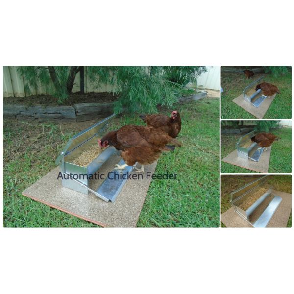 Quality Automatic Lid 5kg 8.2L Feed Timer Chicken Feeder for sale