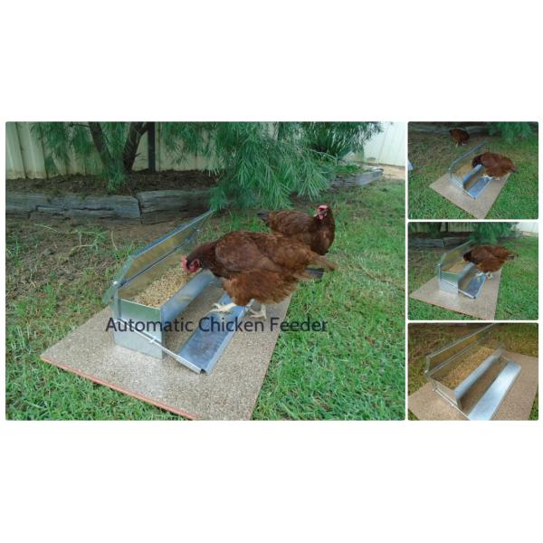 Quality CE outdoor Metal Iron L53cm Automatic Timer Chicken Feeder for sale