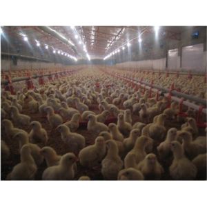 Quality Plastic Poultry Nipple Drinker For Broiler Chicken for sale
