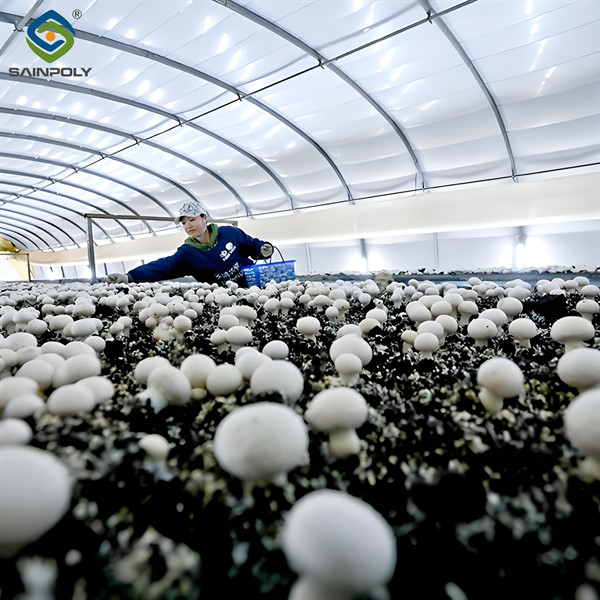 Quality Electrical Control Mushroom Growing Greenhouse With Hot Galvanizing Pipe for sale