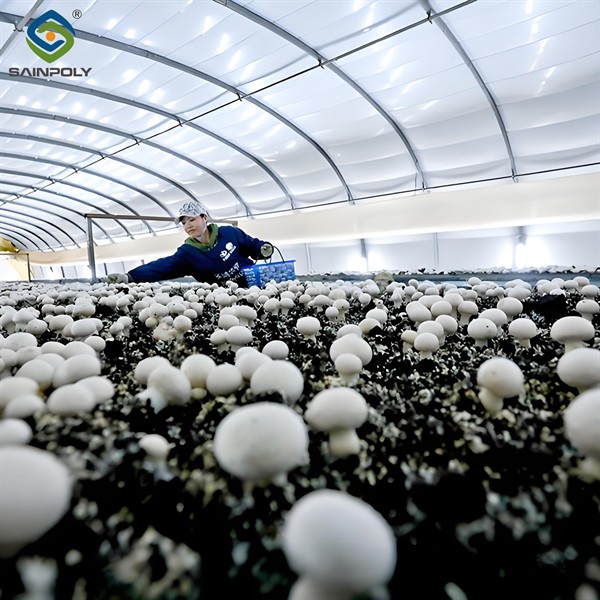 Quality Electrical Control Mushroom Growing Greenhouse With Hot Galvanizing Pipe Structure for sale