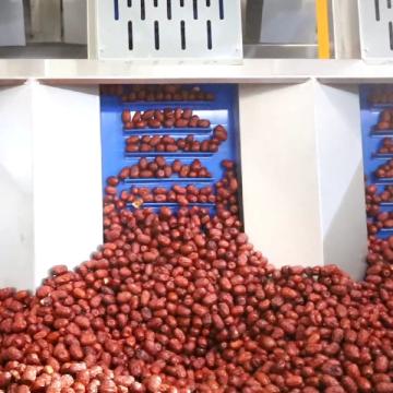 Quality High Speed Dates Sorting Machine Optical 6.3KW 380V 6 Lanes for sale