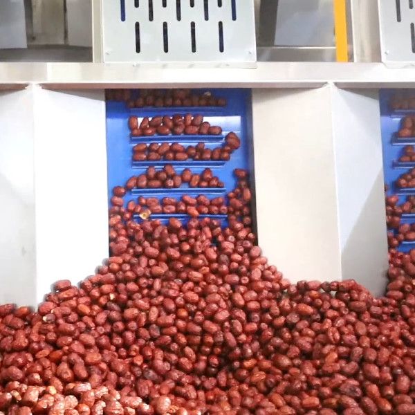Quality Stainless Steel Dates Sorting And Grading Machine 380V 10 Lanes for sale