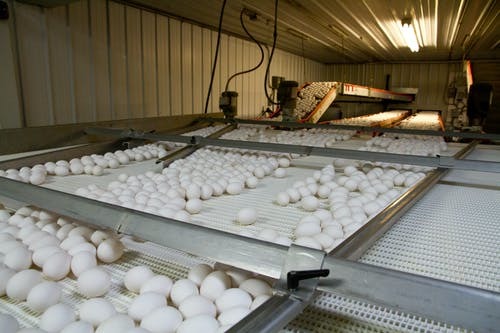 Hot Selling Plastic Modular Roller PVC Conveyor Belt Price