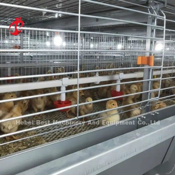 Quality BEST Galvanized Automatic H Type Chicken Farm Broiler Cage System Adela for sale