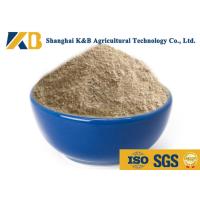 China Natural Plant Based Protein Powder / Rice Protein Nutrition No Agglomeration factory