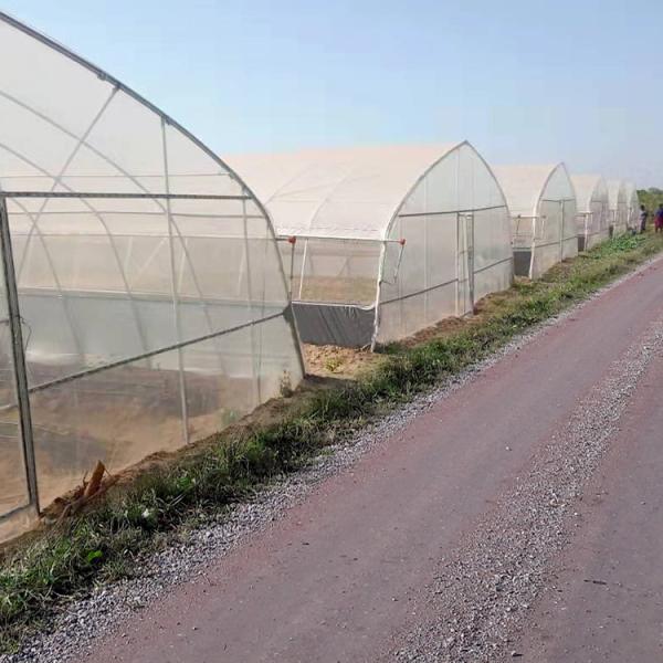 Quality Plastic Film Steel Frame Tunnel Greenhouse for Farm for sale