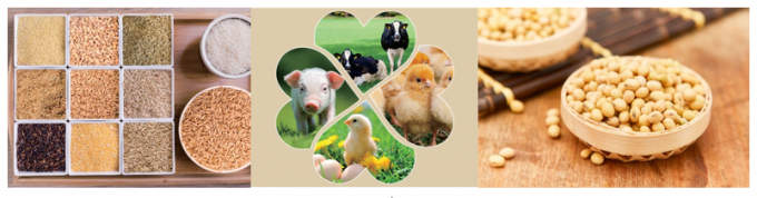 Multi Enzyme Customization Powder Granule Feed Grade Livestock Poultry General Cocktail Enzyme Compound Enzyme 0
