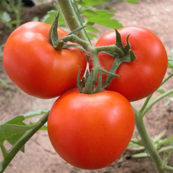 Quality Hydroponic System Tomato Farming Plastic Film Greenhouse 3-5m for sale