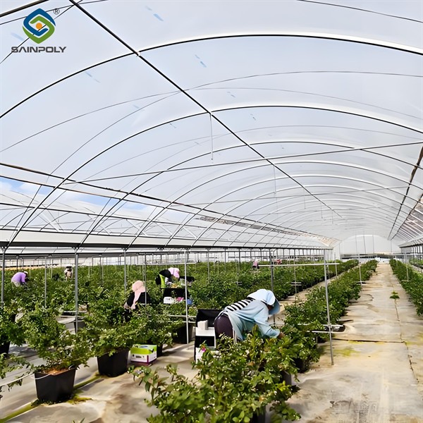 Quality Customization Multi Span Greenhouse Agriculture Green House For Berry for sale