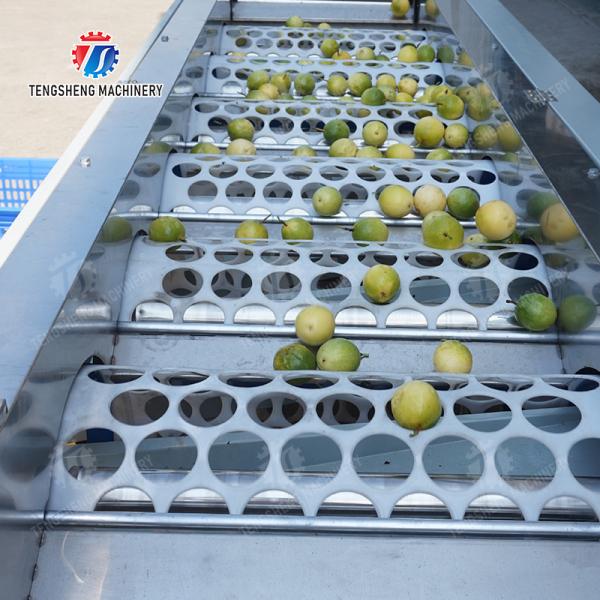 Quality Processing Production Inspecting Grading Fruit Vegetable Onions Saiko persimmon for sale