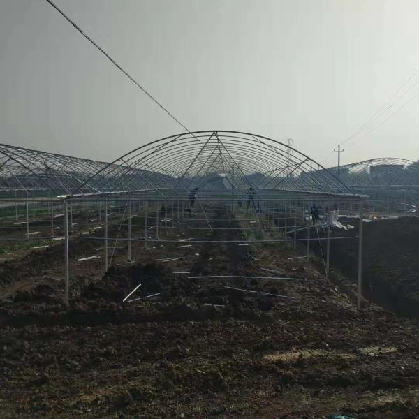 Quality Plastic Shed Multi Span Greenhouse / Agricultural Polythene Grow Tunnel for sale