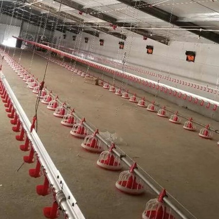 Quality 380V Nipple Drinker Automatic Feeding Machine For Poultry for sale