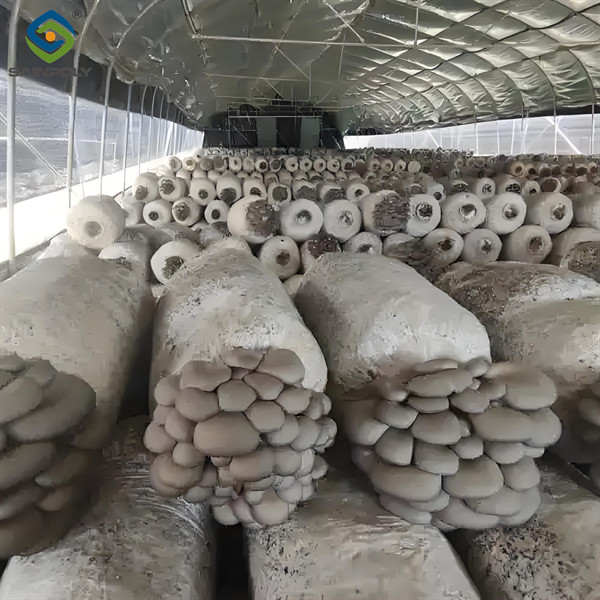 Quality Electrical Control Mushroom Growing Greenhouse With Hot Galvanizing Pipe for sale