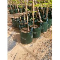 Quality Garden Fence Home Decoration Raw Bamboo Poles Tonkin Solid Bamboo Poles for sale