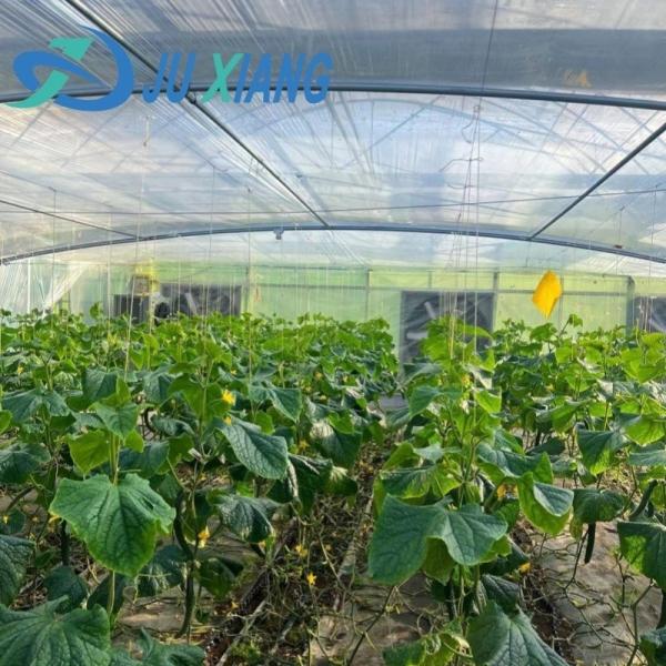 Quality Modern Sunlight Glass Greenhouse with Automatic Irrigation System for sale