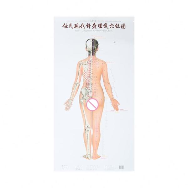Quality Human Body Meridian Acupuncture Culture Acupoint Acupressure Points Chart for sale