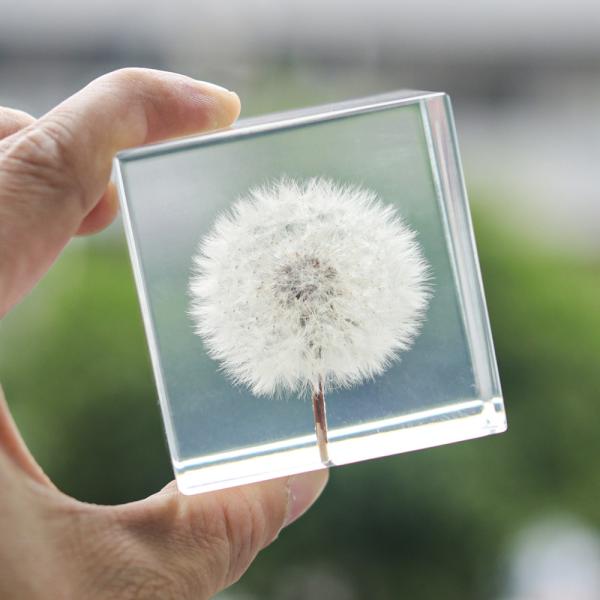 Quality Custom clear epoxy real flower specimen acrylic dandelion paper weight for sale