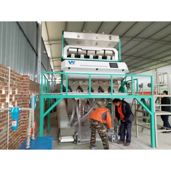 Quality Yellow Lentils Beans Color Sorter Taiwan Meanwell Power Source for sale
