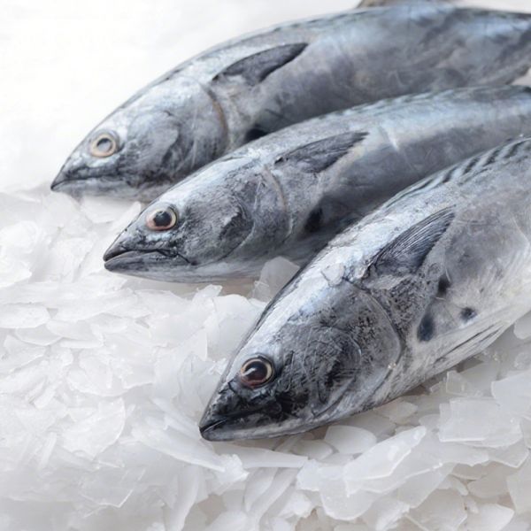 Quality Commercial Grade Flake Ice Machine for sale