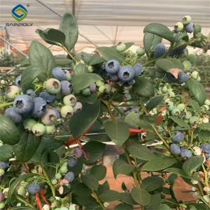 Quality 4 Season Heavy Duty Commercial Greenhouse For Agricultural Blueberry Farming for sale