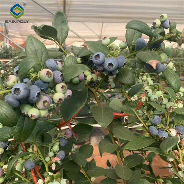 Quality 4 Season Heavy Duty Commercial Greenhouse For Agricultural Blueberry Farming for sale