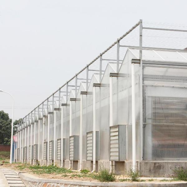 Quality Solar Polycarbonate Sheet Greenhouse / Agricultural PC Sheet Greenhouse for sale