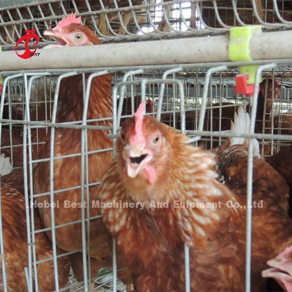 Quality 4 Tiers Layer Chicken Battery Cages Automatic In Uganda Ada for sale