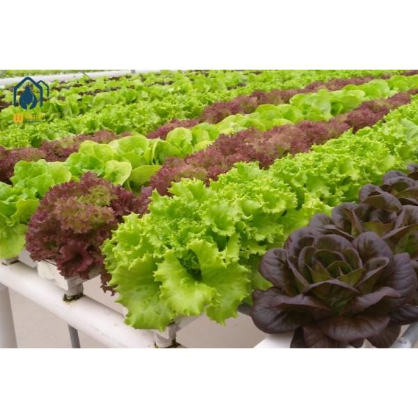 Quality Horizontal NFT Growing Systems Indoor Greenhouse Hydroponic Systems White for sale