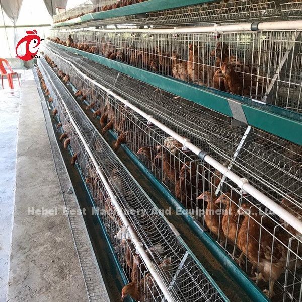 Quality Electric Galvanized Layer Poultry Farm Cage Anti Rust Layer Battery Cages Emily for sale