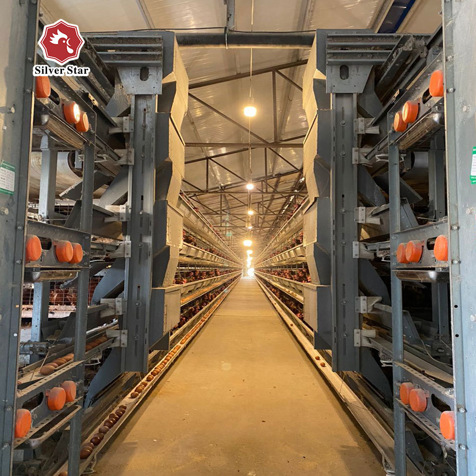 Quality Hot Sale Poultry Farm H Type Chicken Layer Cage With Full Automatic System for sale