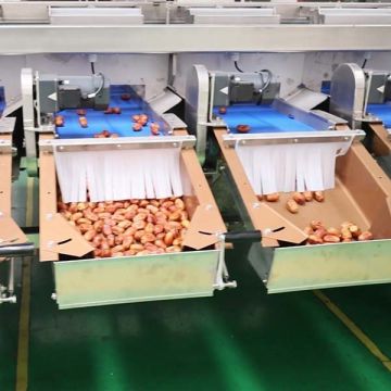 Quality High Accuracy Sorting 98% 6-Lane Palm Dates Sorting Machine With CE MD ISO9001 for sale