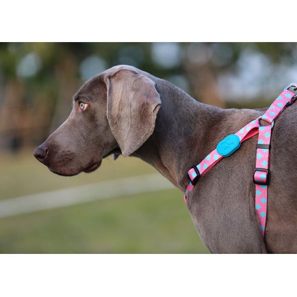 Quality S M Polyester Webbing Bobby Dog Harness Non Pull Dog Lead for sale