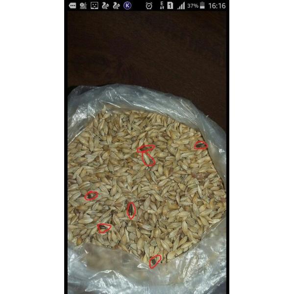 Quality Oat Color Sorting Machine Grains Separation Machine For Processing Oats In The for sale