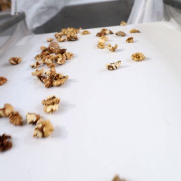 Quality Stainless Steel Food Grade Walnut Shelling Machine 380V 2 Tons Output for sale