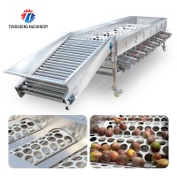 Quality Processing Production Inspecting Grading Fruit Vegetable Onions Saiko persimmon for sale